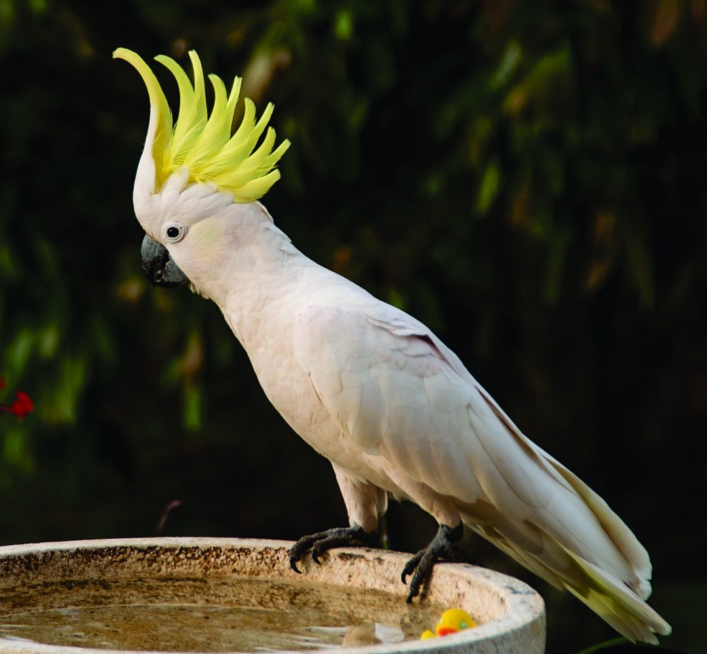 Cacatua - PetIndica