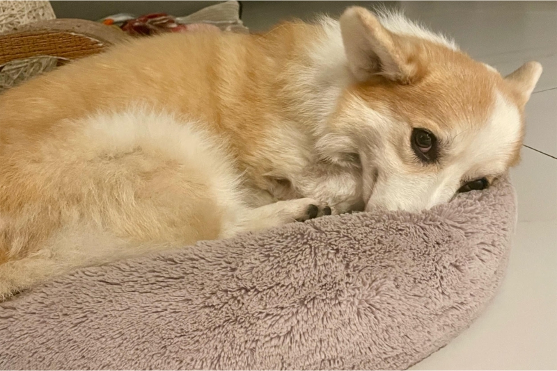 Você sabia que todos os cães sonham, mas filhotes e cães idosos sonham ... Você sabia que todos os cães sonham, mas filhotes e cães idosos sonham ...