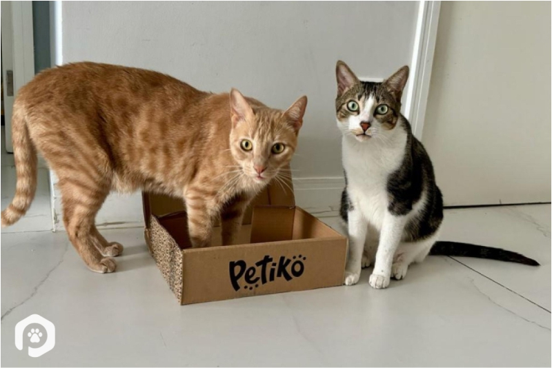 Descubra por que os gatos gostam de caixas - PetIndica Descubra por que os gatos gostam de caixas - PetIndica